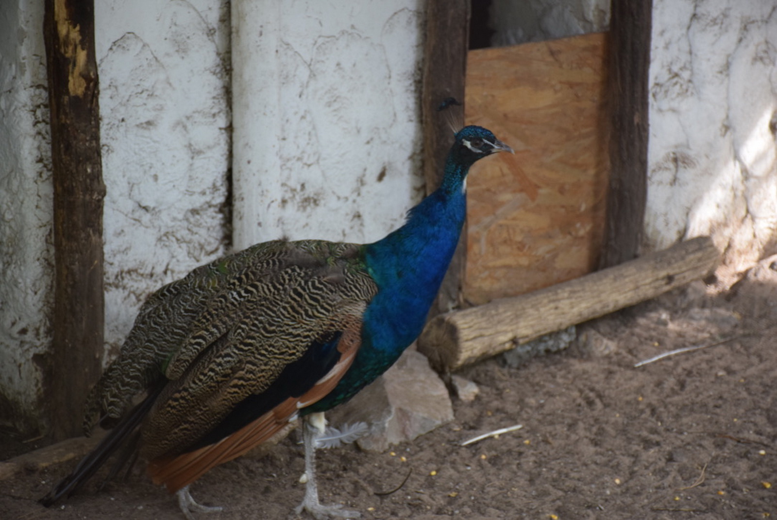 Priče iz Zoo vrta - Paun, simbol sveznanja i besmrtnosti | LovaLova